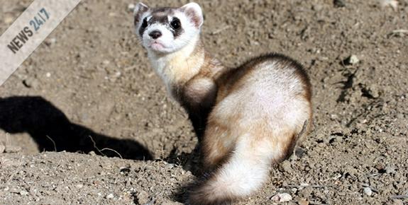 Η ΔΕΗ και το κουνάβι | News 24/7