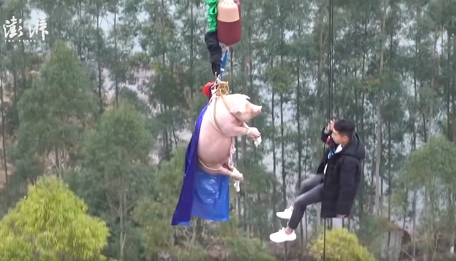 Αποτροπιασμός: Έκαναν bungee jumping σε γουρούνι και το έσφαξαν | News 24/7