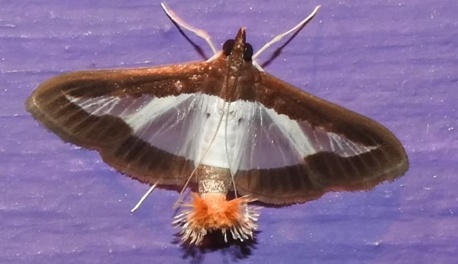 Πώς διαλέγουν σύντροφο οι θηλυκές πεταλούδες | News 24/7