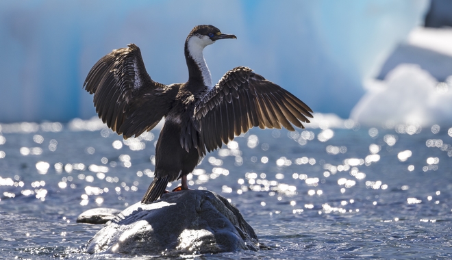 Ανακαλύφθηκε νέα ασθένεια που προκαλείται από πλαστικά σε θαλασσοπούλια ...