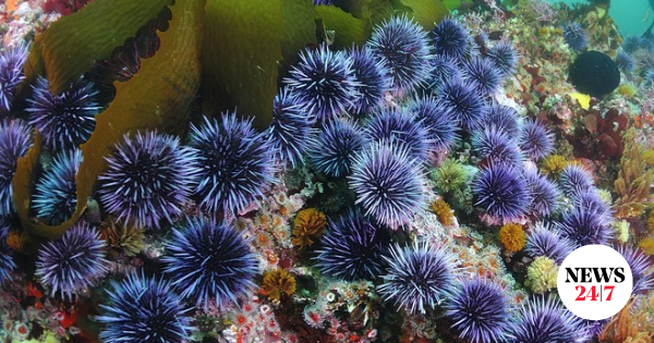 Γιατί πεθαίνουν οι μαύροι αχινοί στην Ερυθρά θάλασσα | News 24/7