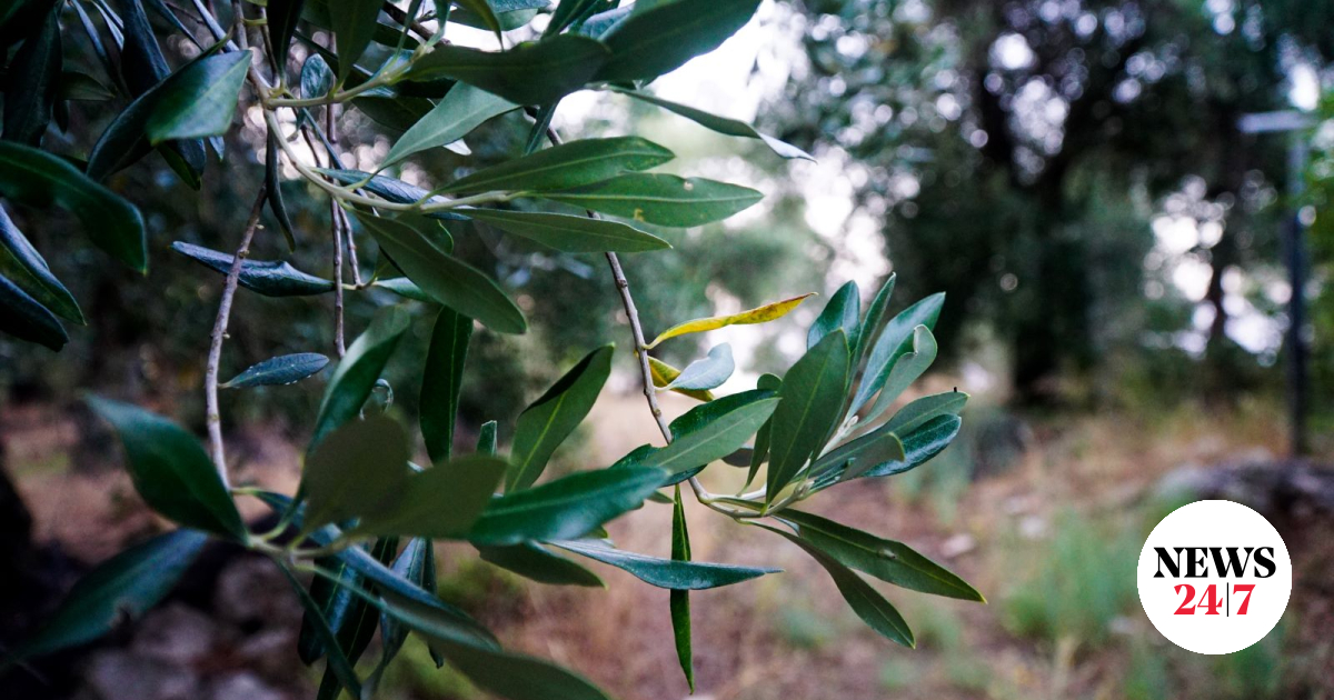 Ψηφιακό Δελτίο Αποστολής: Απόφαση ανάσα για τους ελαιοπαραγωγούς