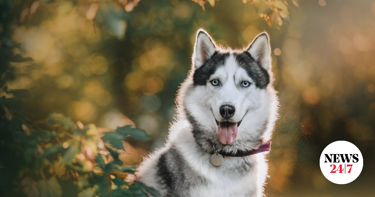 Αράχωβα: Εξελίξεις εντός της ημέρας για το νεκρό χάσκι