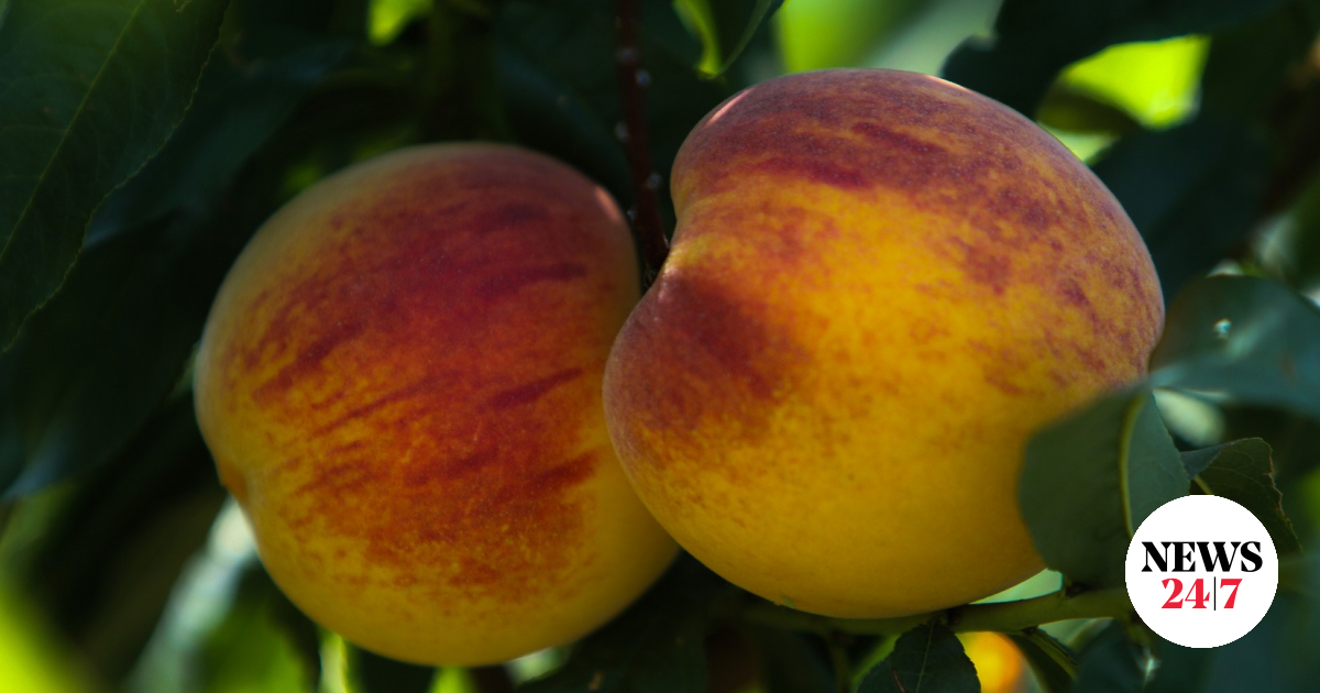 Αφήνουν τα ροδάκινα στα δέντρα οι παραγωγοί- Ζητούν καλύτερη τιμή για ...