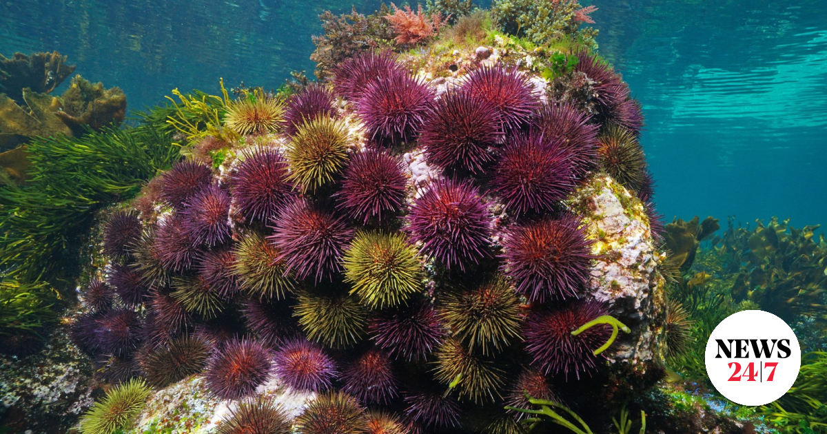 Ερυθρά Θάλασσα: Πανδημία πλήττει τους αχινούς