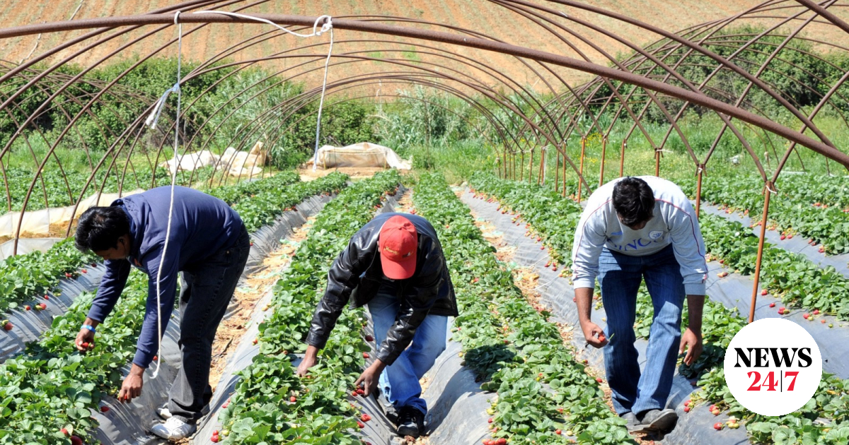 Νέα Μανωλάδα: Απελευθερώθηκαν 8 θύματα εμπορίας ανθρώπων