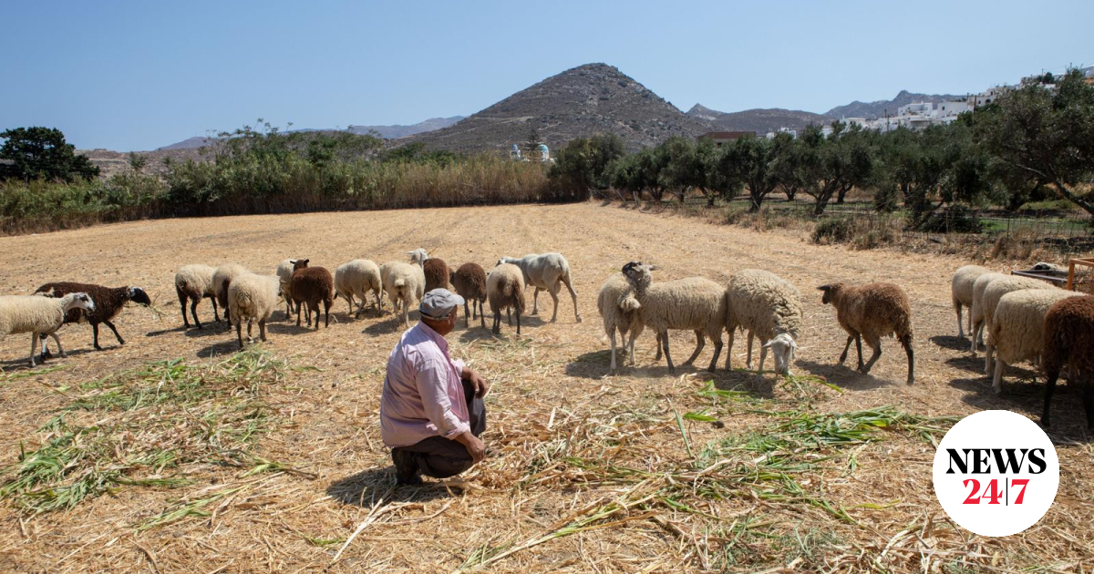 Εκτακτη σύσκεψη για την ευλογιά των αιγοπροβάτων στην Περιφέρεια Θεσσαλίας
