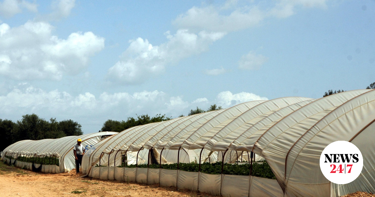 Υπό μερικό έλεγχο η φωτιά στη Νέα Μανωλάδα - Βίντεο
