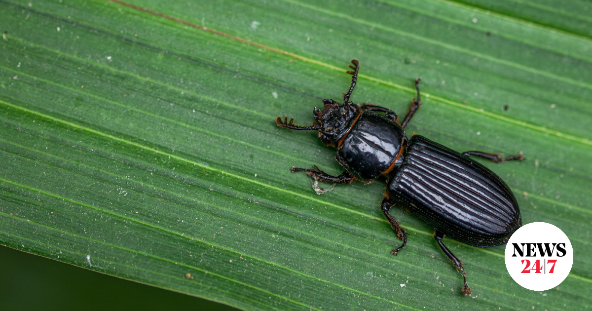 Βρέθηκε στην Αυστραλία το πιο βαρύ έντομο της χώρας