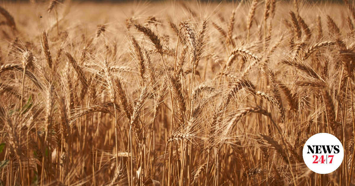 Η ΕΕ θα μειώσει δραστικά τις εισαγωγές σιταριού και ζάχαρης από την ...